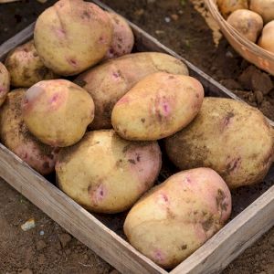 Potato Hermes Egypt Import & Export - AGROFOOD | Libertyprim