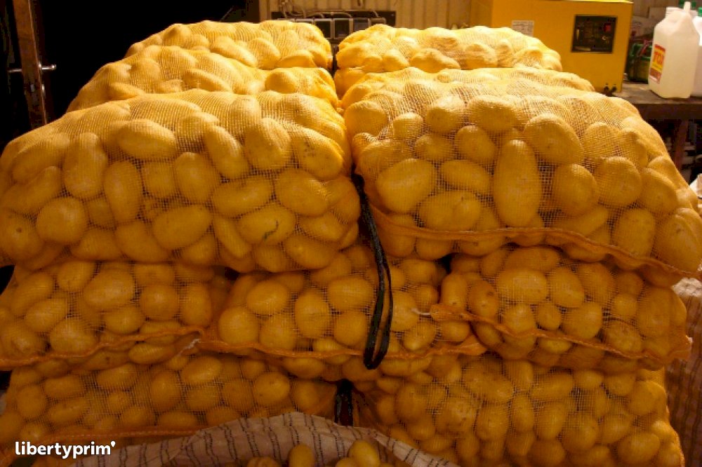 Potato Iceland Shipper & Distributor - Sölufélag garðyrkjumanna ...