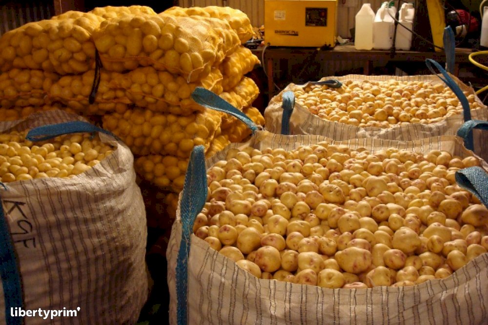 Potato Iceland Shipper & Distributor - Sölufélag garðyrkjumanna ...