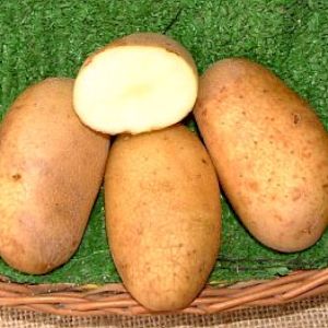 Potato Hermes Egypt Import & Export - AGROFOOD | Libertyprim