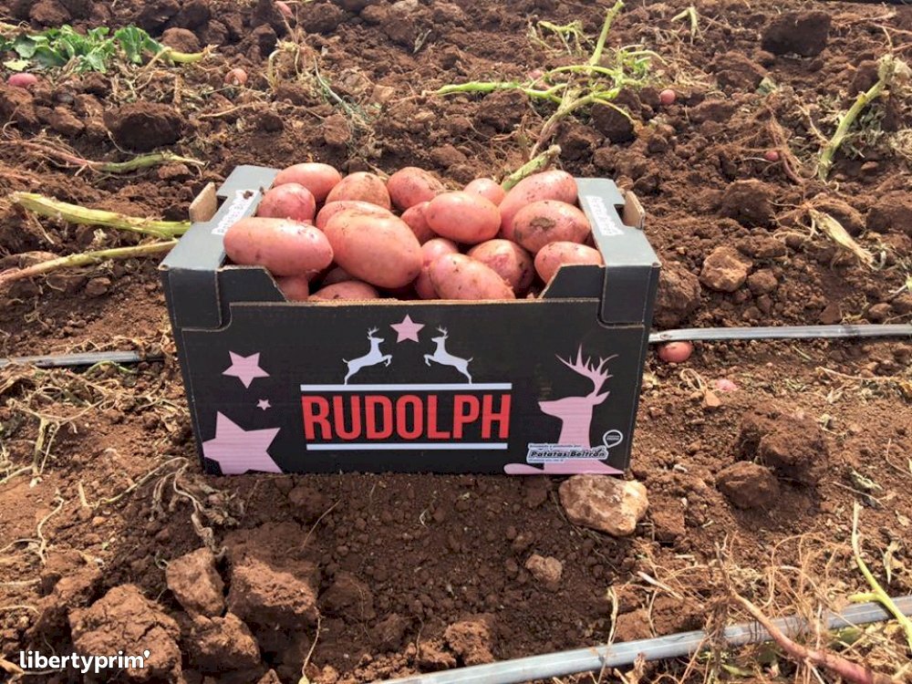 Pomme De Terre Rudolph Espagne Producteur - Patatas Beltrán | Libertyprim