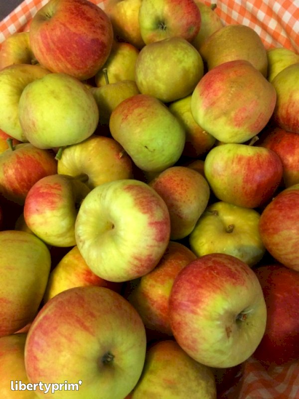 Pomme Elstar France Producteur - PATIN | Libertyprim