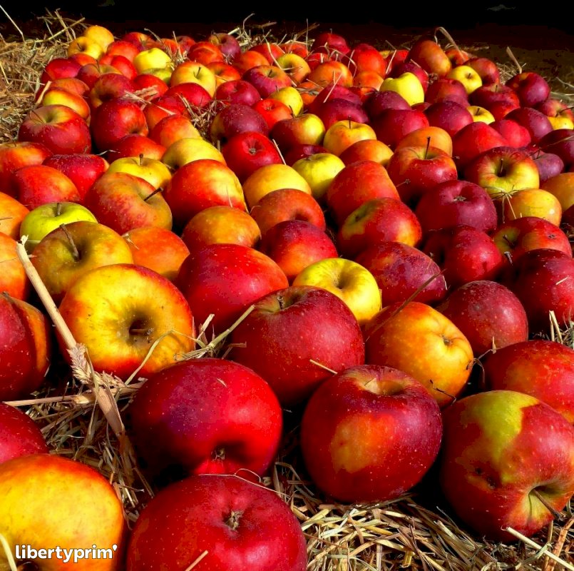 Pomme France Producteur - GILBERT BESSON | Libertyprim