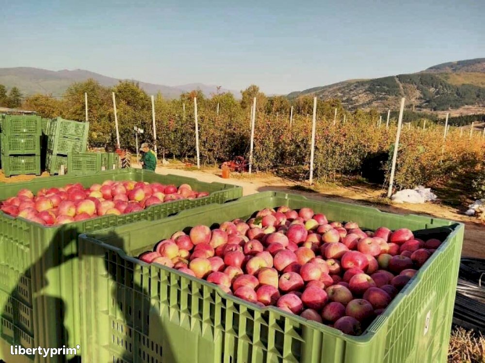 Pomme Gala Macédoine Du Nord Producteur - Flora Fresh | Libertyprim
