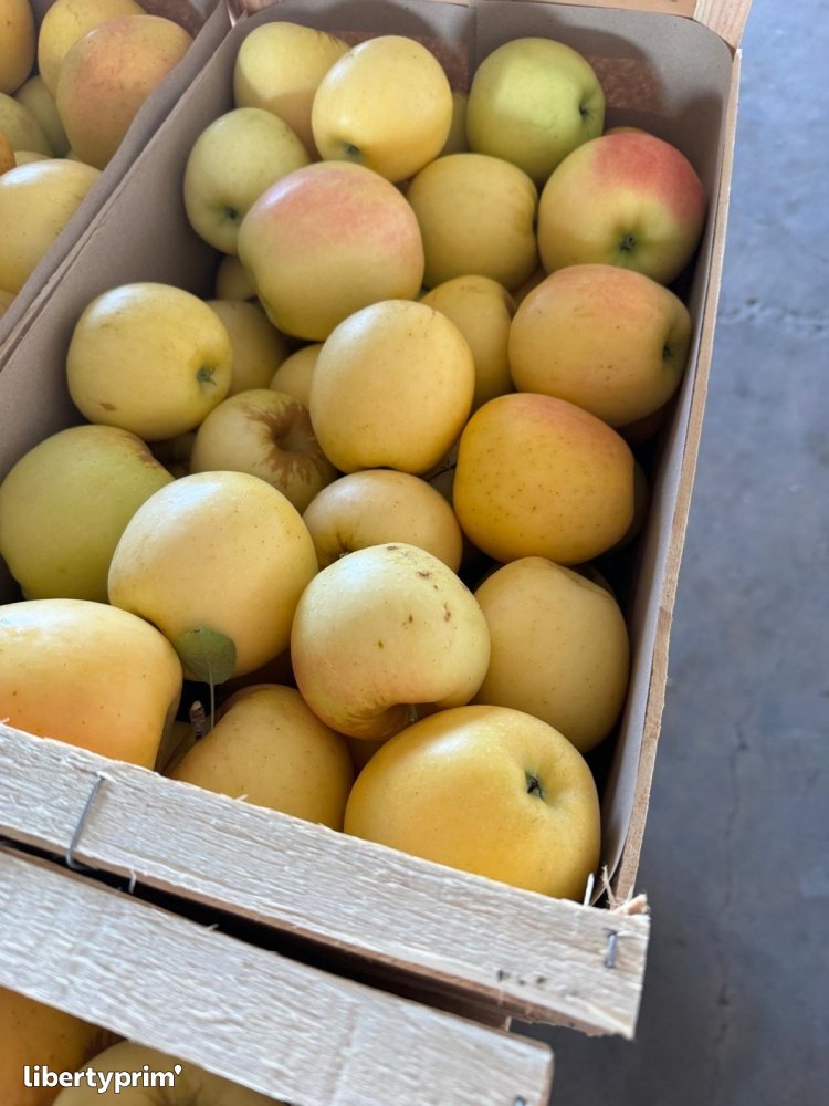 Apple Golden Class 2 France Shipper & Distributor - TERRE HEFRUITS ...