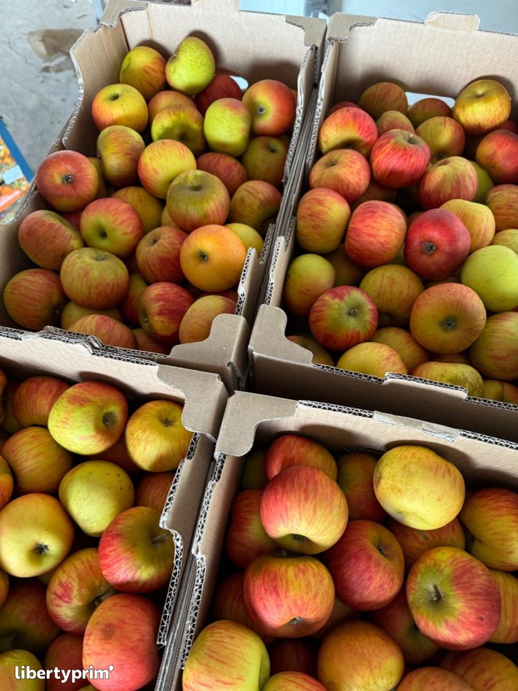 Apple Reine Reinette France Shipper & Distributor - TERRE HEFRUITS ...