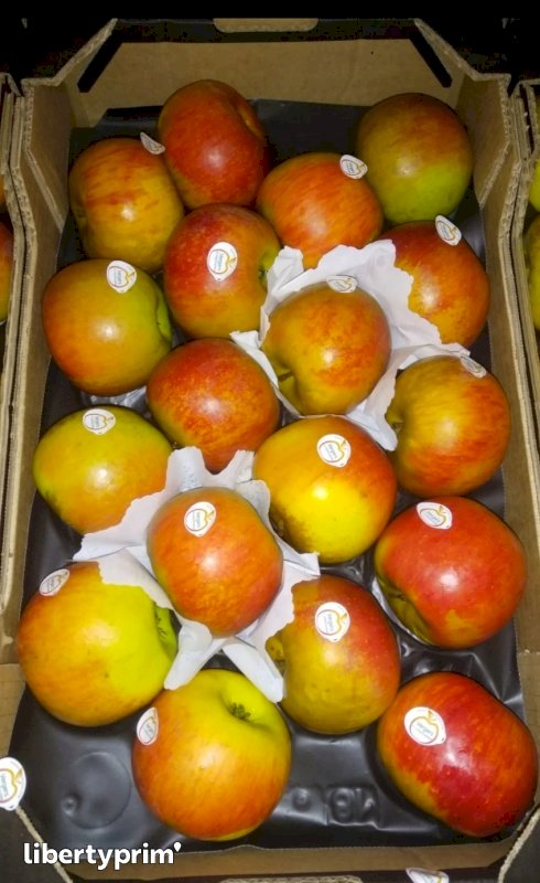 Pomme Reine Reinette Extra France Producteur - COCCOLO | Libertyprim