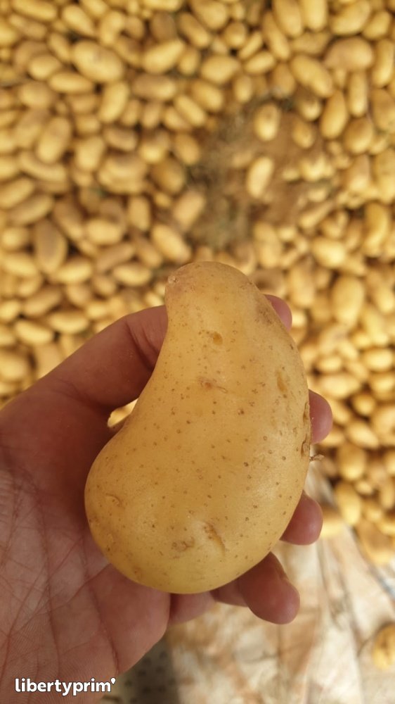 Patata Spunta Categoria 1 Egitto Importazione & Esportazione ...