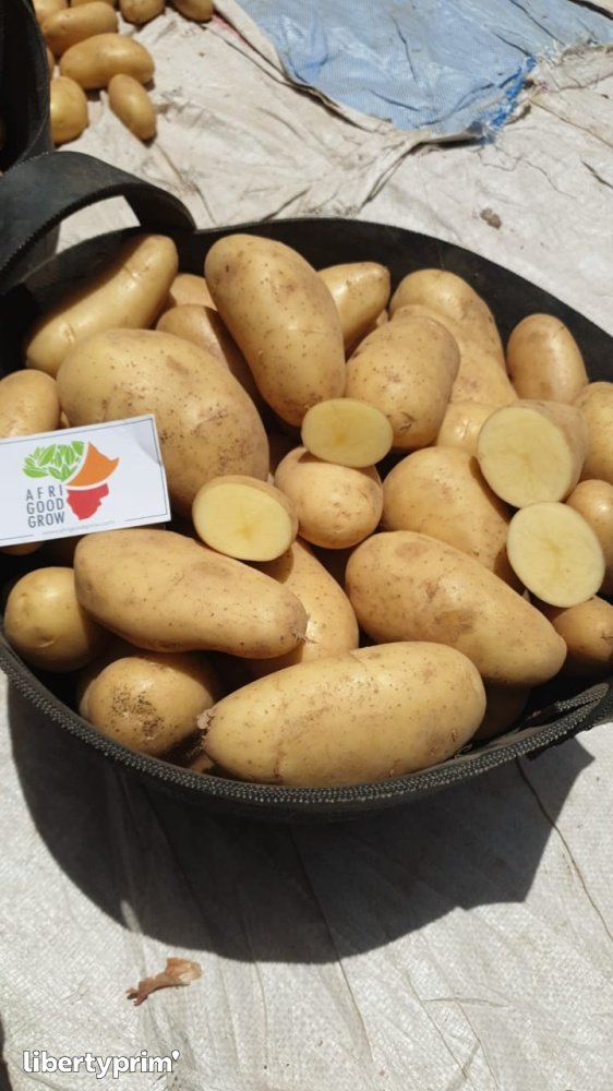 Potato Spunta Class 1 Egypt Import & Export - AfriGoodGrow | Libertyprim