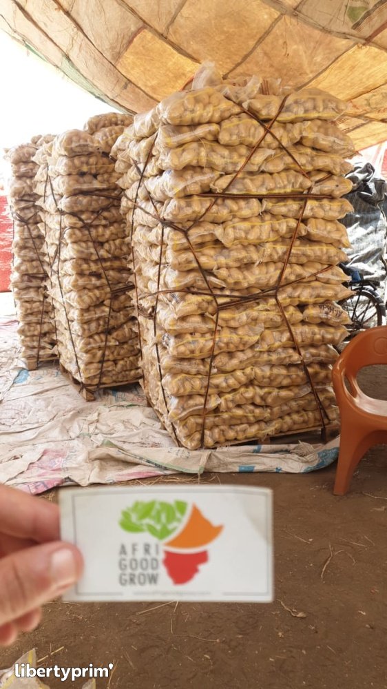 Potato Spunta Class 1 Egypt Import & Export - AfriGoodGrow | Libertyprim