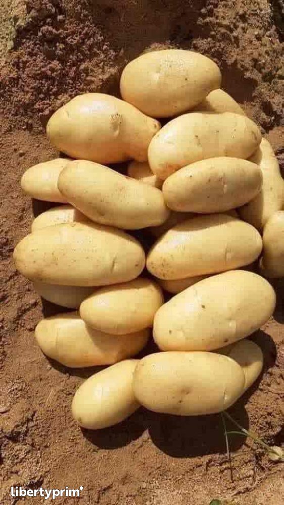 Potato Spunta Egypt Import & Export - Harvest Hub | Libertyprim