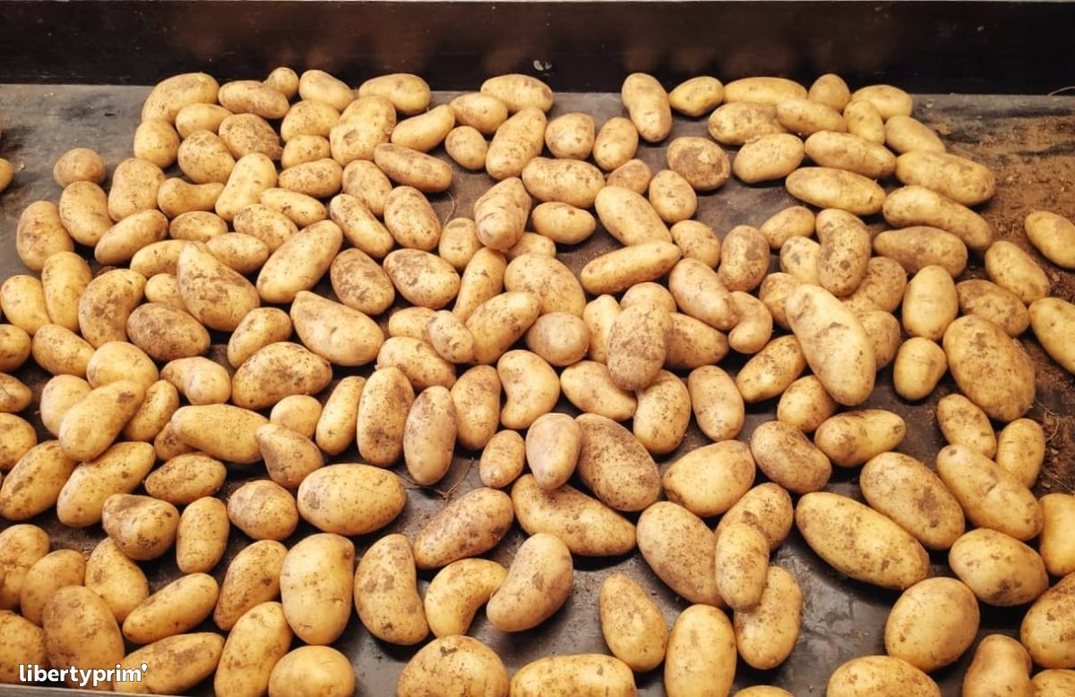 Potato Spunta Class 1 Egypt Import & Export - Alhabouny Group | Libertyprim