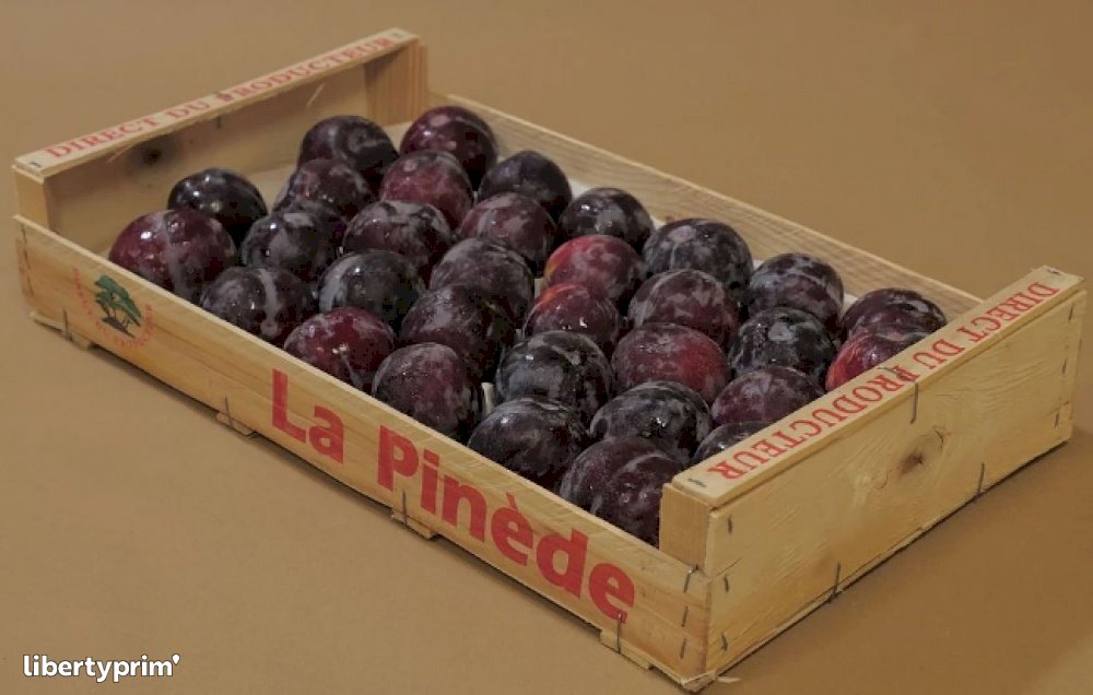 Prune France Import & Export - LA PINEDE | Libertyprim