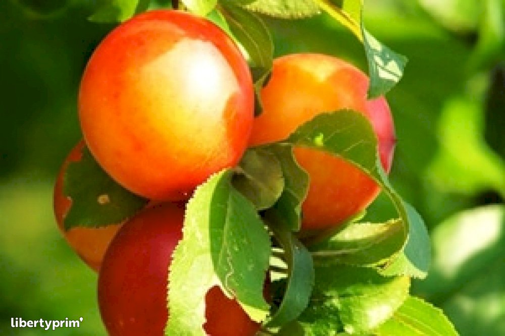 Prune Mirabelle France Producteur - LES VERGERS HUFSCHMITT | Libertyprim