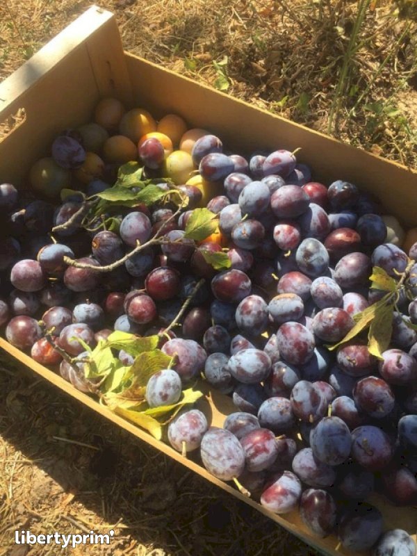Prune Quetsche D'Alsace France Producteur - LES JARDINS DE PRUDENCE ...