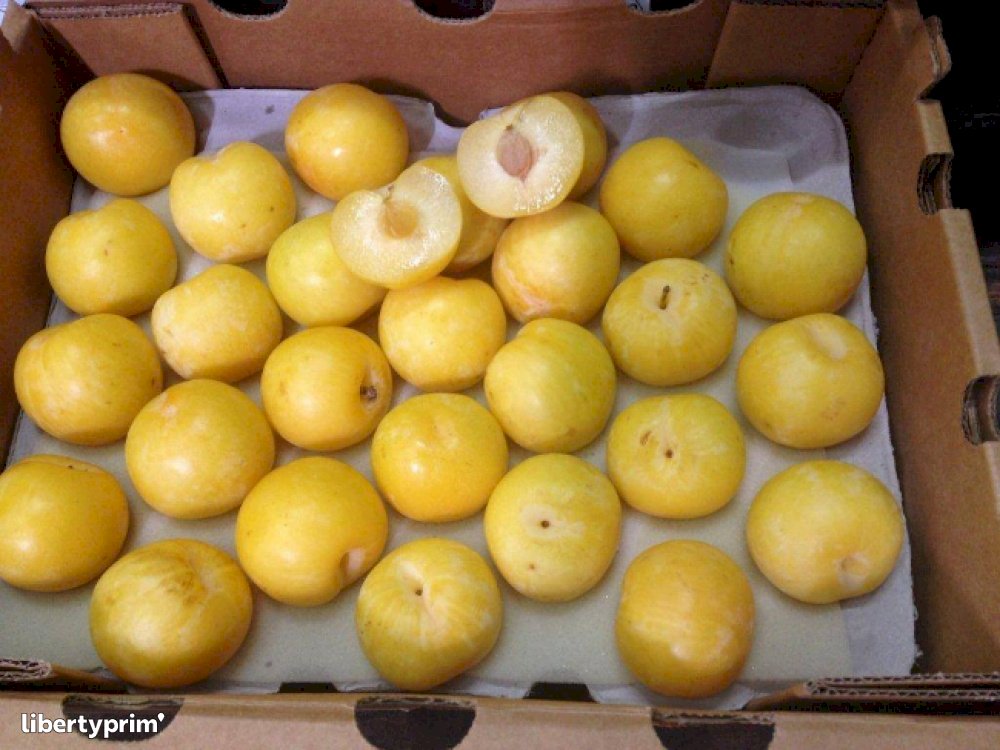 Prune Sun Kiss Cov Afrique Du Sud Import & Export - INDIANA IMPORT ...