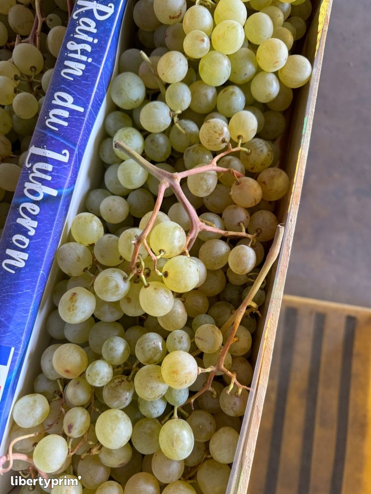Grapes Danlas France Shipper & Distributor - TERRE HEFRUITS | Libertyprim