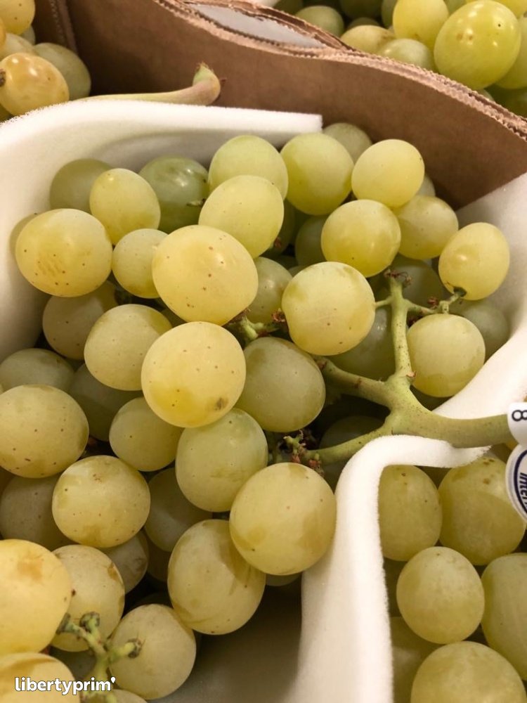 Grapes Italia Extra Italy Shipper & Distributor - TERRE HEFRUITS ...