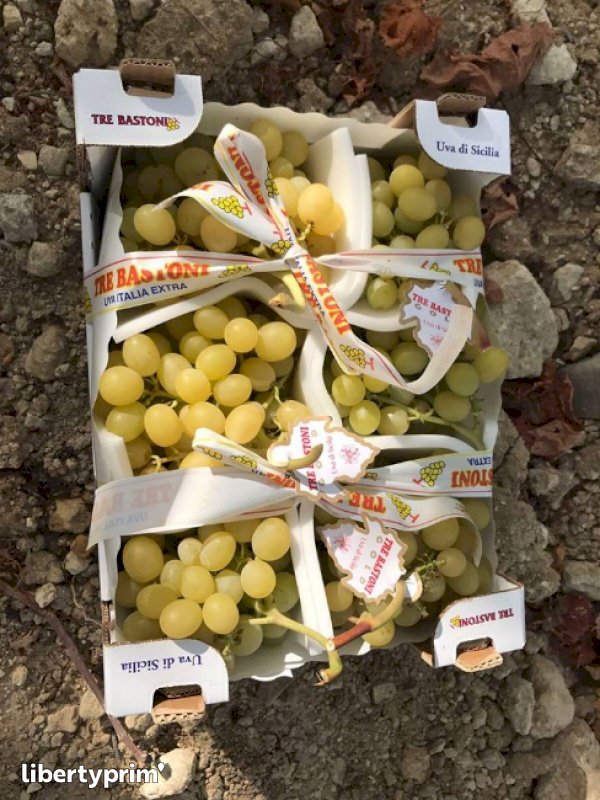 Raisin Extra Italie Grossiste - HEFRUITS SUD | Libertyprim