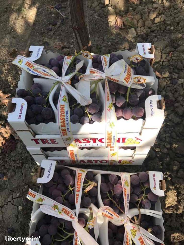 Grapes Red Globe Italy Shipper & Distributor - TERRE HEFRUITS | Libertyprim