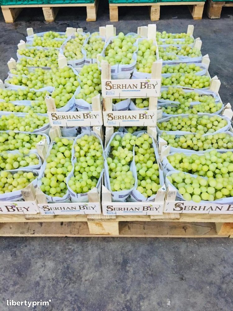 Grapes Sultanine Class 1 Turkey Import & Export - Erturk Tarim ...