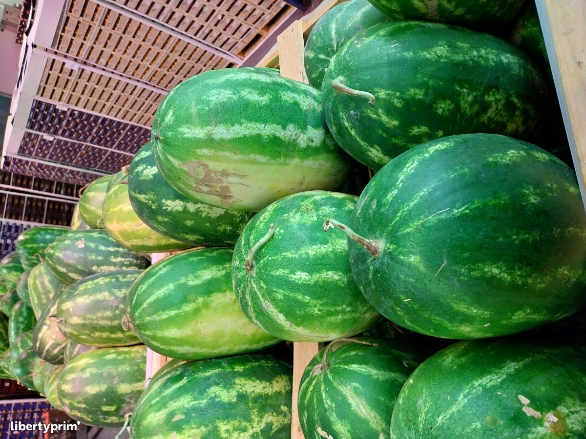 Pastèque Maroc Grossiste - Ilyas Abaza | Libertyprim