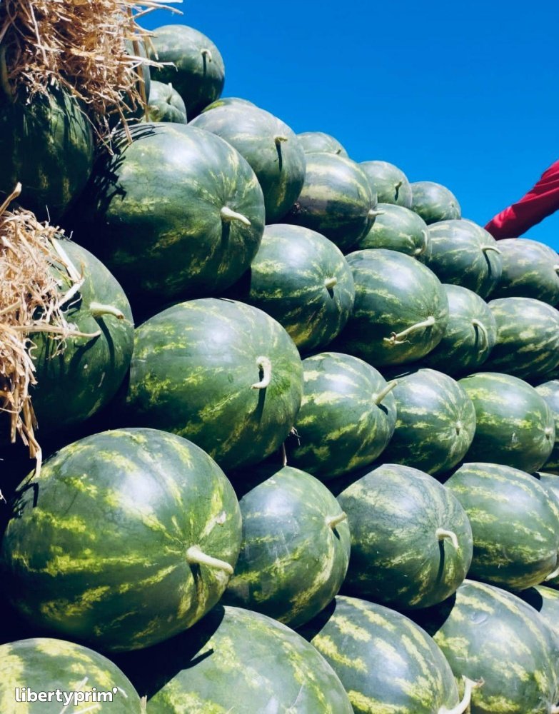 Pastèque Maroc Grossiste - Ilyas Abaza | Libertyprim