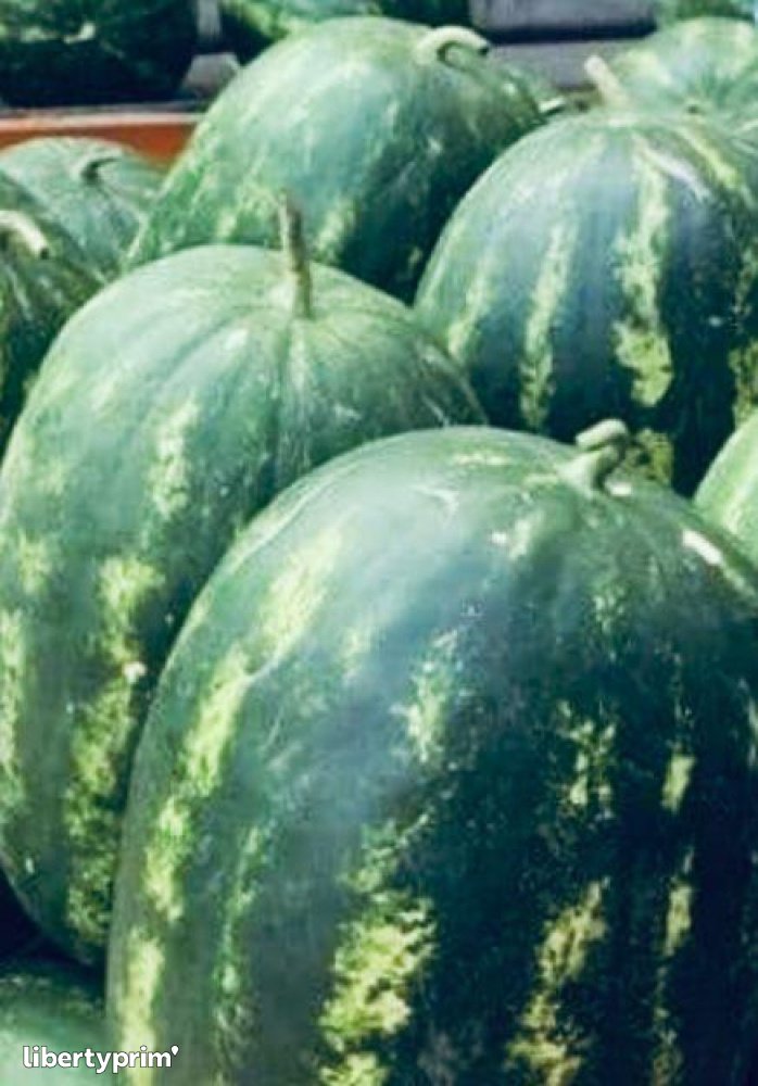 Pastèque Maroc Grossiste - Ilyas Abaza | Libertyprim