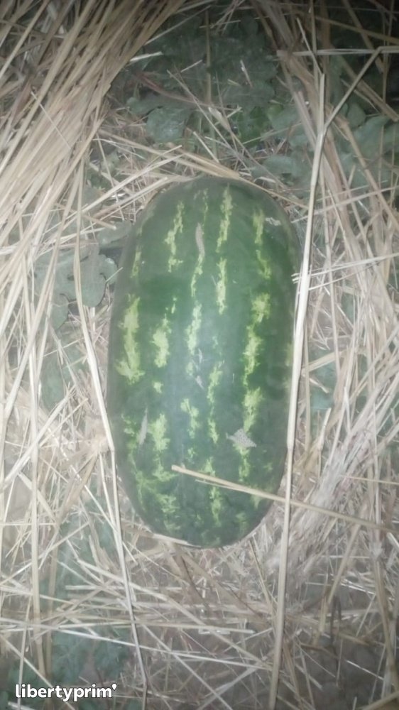 Watermelon Seedless Class 1 Mauritania Import & Export - ubc eurogroup ...