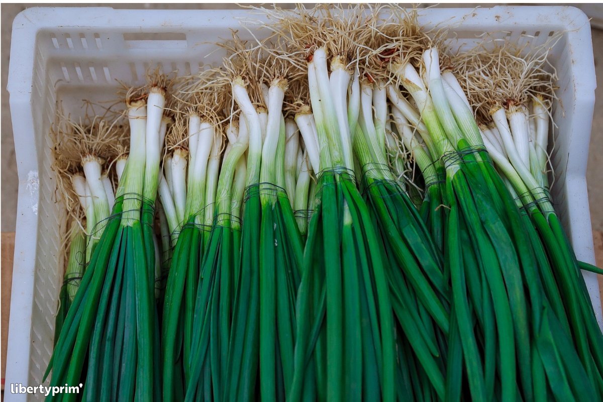 Spring Onion Class 1 Egypt Import & Export - importfromegypt.eu ...