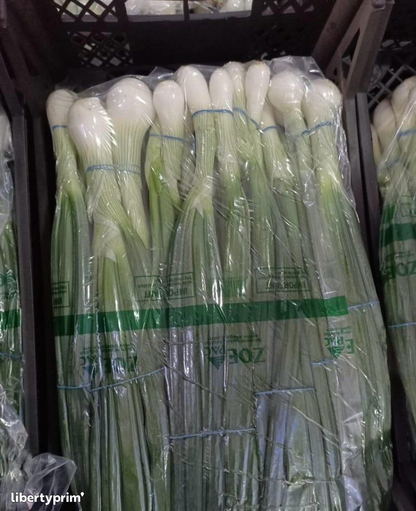 Spring Onion Extra Egypt Import & Export - Harvest Hub | Libertyprim