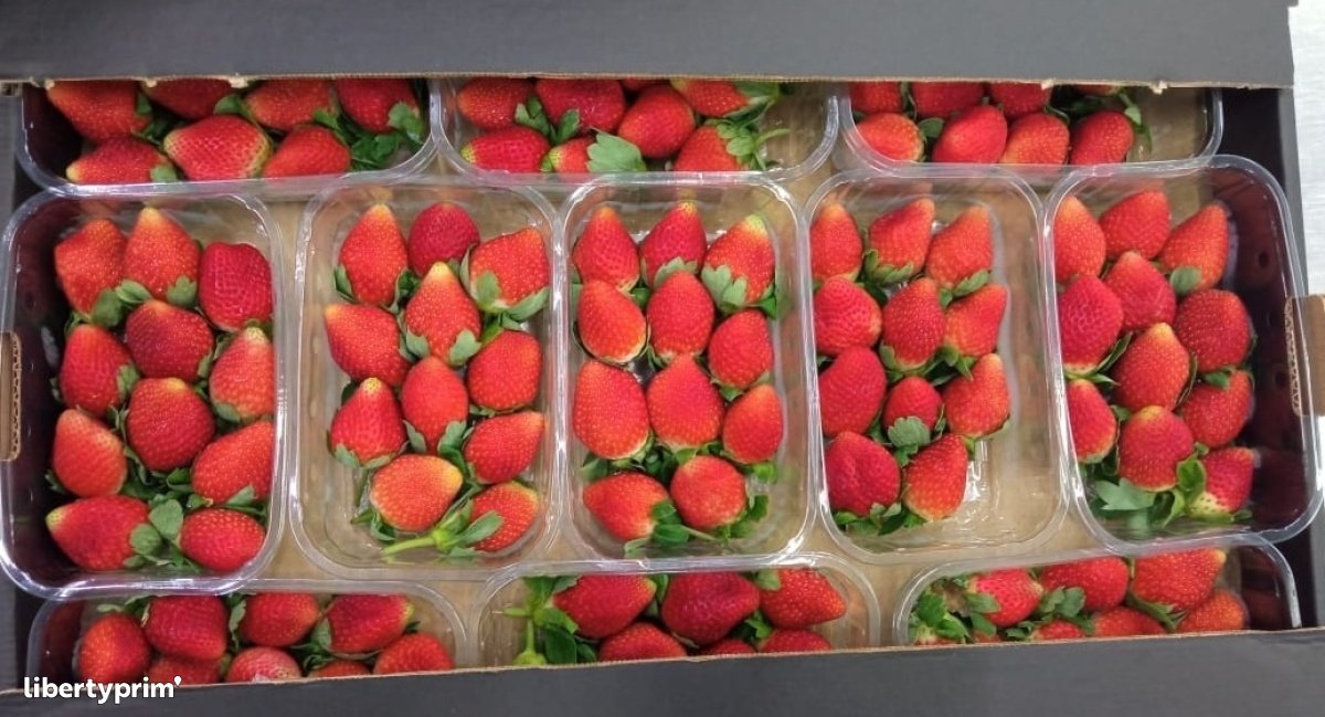 Strawberry Egypt Producer - mostafa farms | Libertyprim