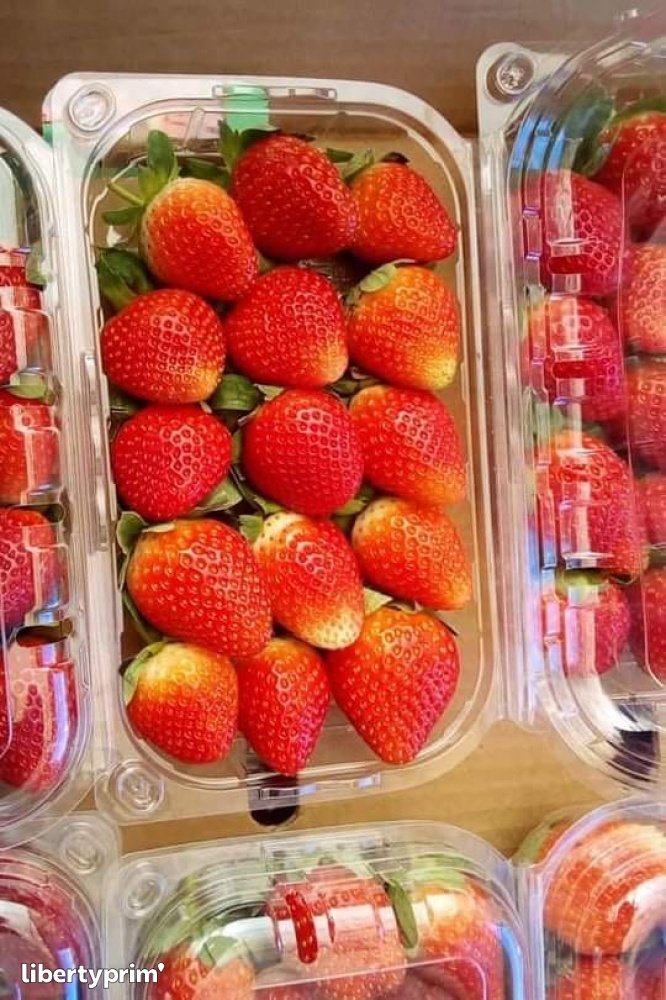Strawberry Egypt Producer - mostafa farms | Libertyprim