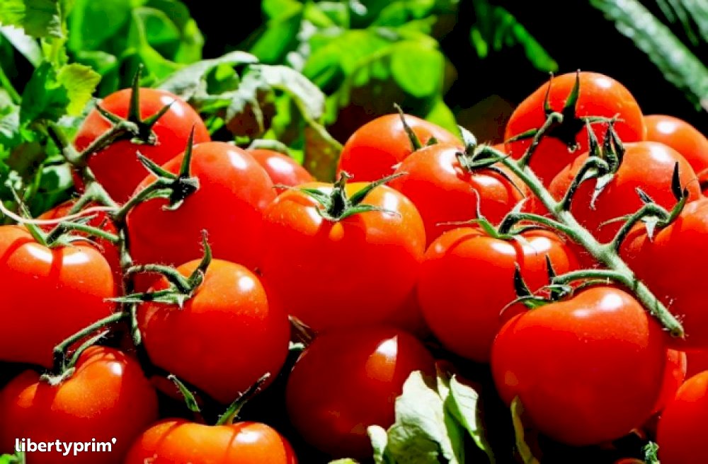 Tomato Class 1 Belgium Wholesaler - JEANNINGROS | Libertyprim