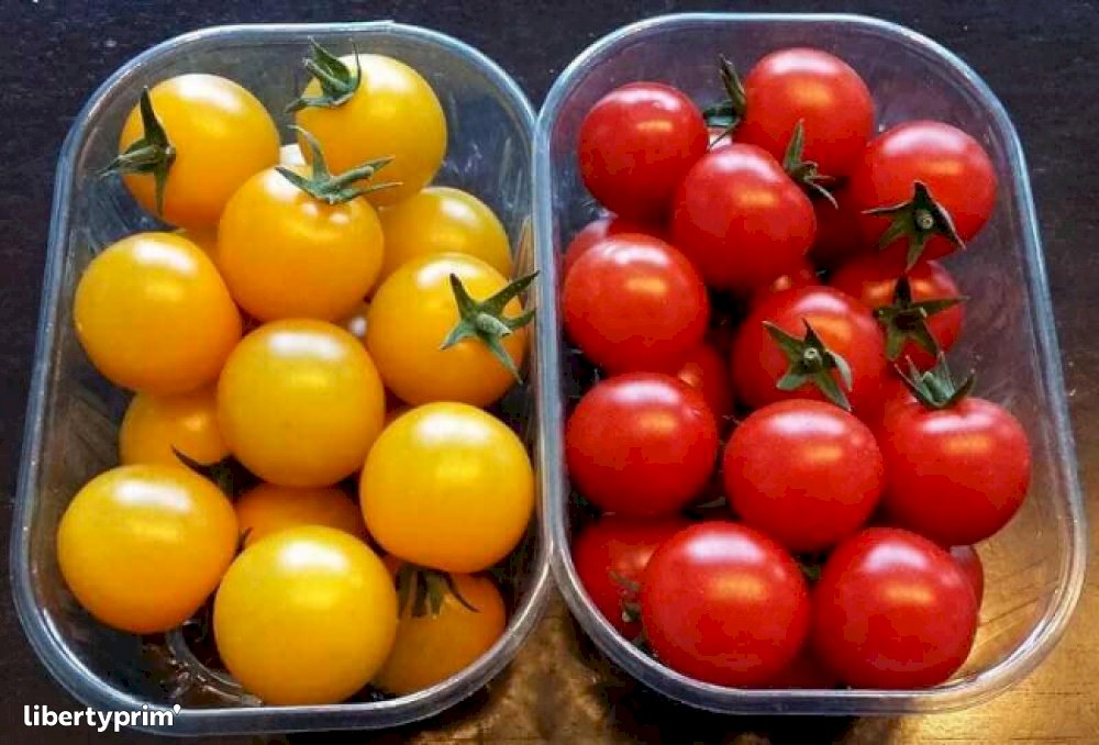 Tomate Cerise France Producteur - LE JARDIN D'HIPPOLYTE | Libertyprim