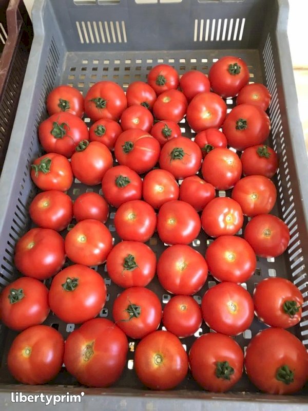 Tomate France Producteur - LES SAVEURS MARAICHERES | Libertyprim