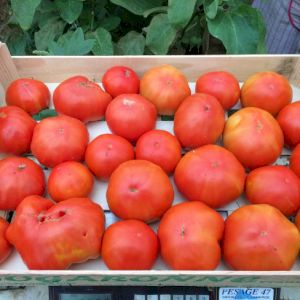 SEMBINELLI MARAICHAGE Producer Mas Grenier France | Libertyprim