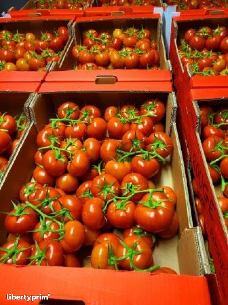 Tomate Grappe Extra Francia Expedidor & Distribuidor - Lombard ...