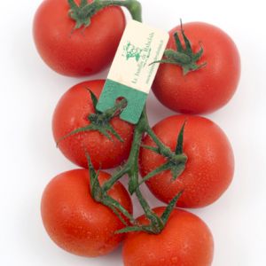 Tomate France Producteur - LE JARDIN DE RABELAIS | Libertyprim