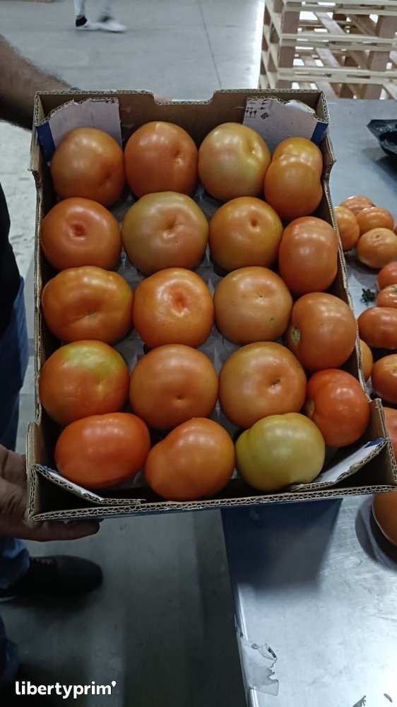 Tomato Round Class 1 Morocco Producer - FLOM FRESH S.L | Libertyprim