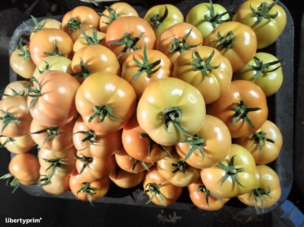 Tomato Round Class 1 Morocco Wholesaler - CROPSFOOD | Libertyprim