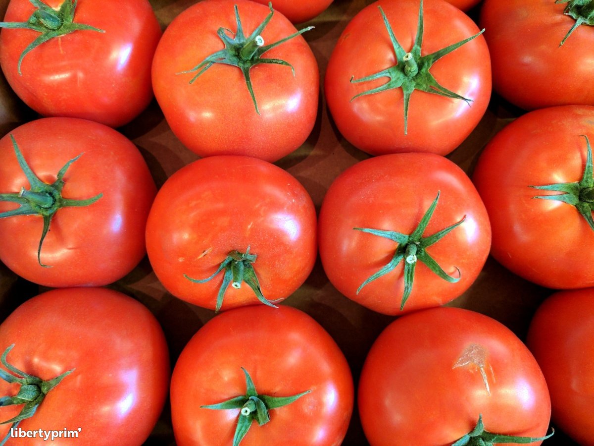 Tomato Class 1 Spain Wholesaler - EURO TRADING SIMA'S APS | Libertyprim