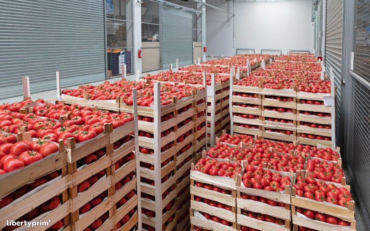 Tomato Class 1 Spain Wholesaler - EURO TRADING SIMA'S APS | Libertyprim