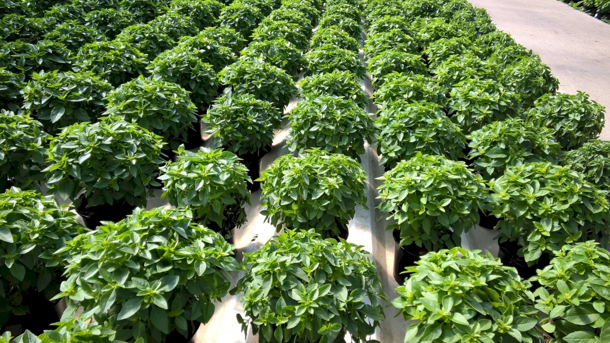 ALPILLES PRIMEURS Productor Saint-Rémy-de-Provence Francia | Libertyprim