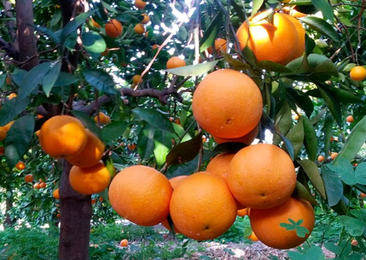 APAFRUIT Expedidor & Distribuidor MADRID España | Libertyprim