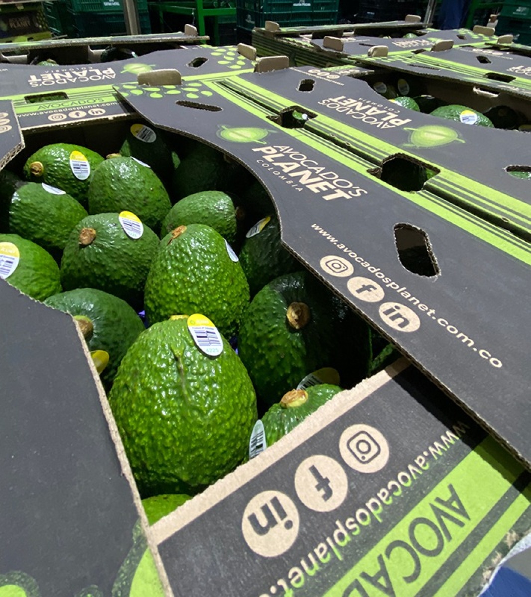 AVOCADO´S PLANET® Producer Rionegro Colombia | Libertyprim