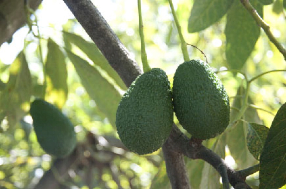 AVOFRUITS Producteur Vélez-Málaga Espagne | Libertyprim