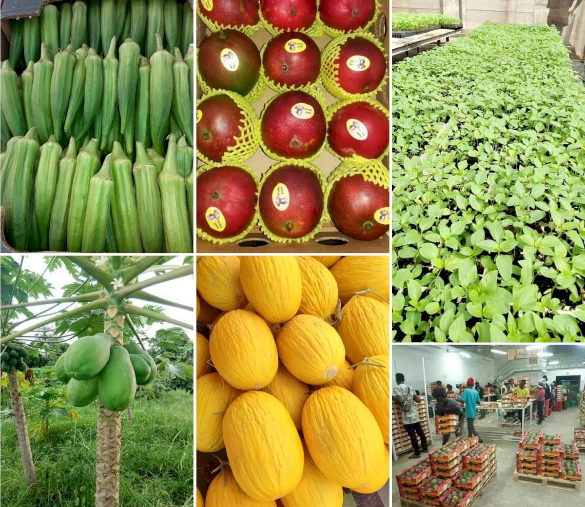 CAYOR KING AGRO EXPORT Import & Export Dakar Sénégal | Libertyprim