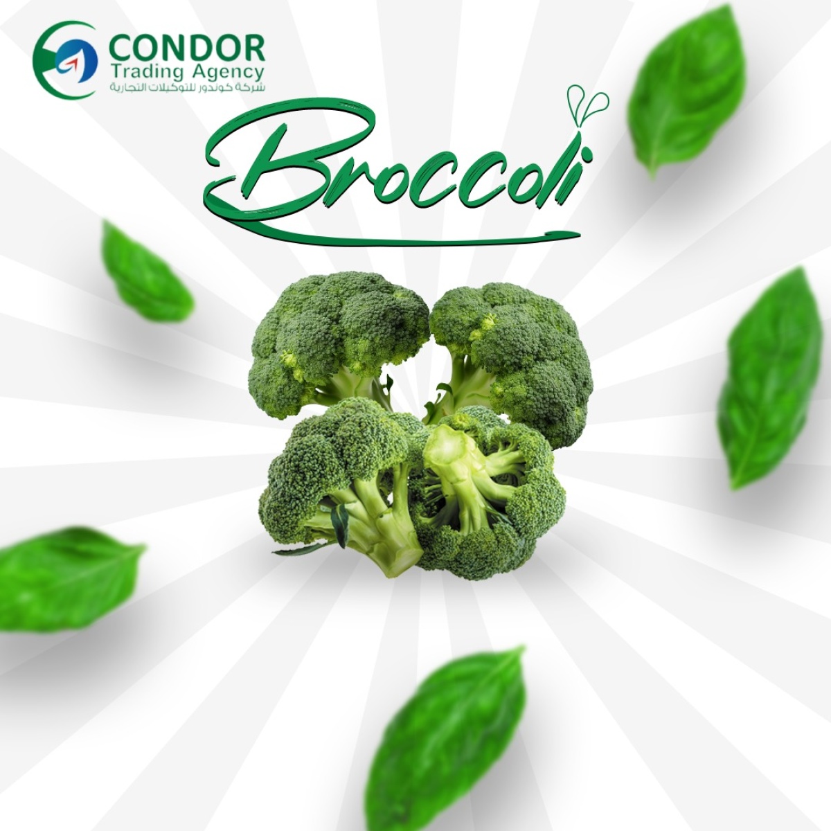 CONDOR TRADING AGENCY Import & Export Cairo Egypt | Libertyprim