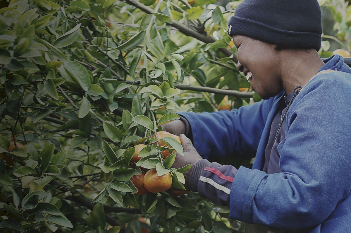 Core Fruit Importación & Exportación Paarl Sudáfrica | Libertyprim